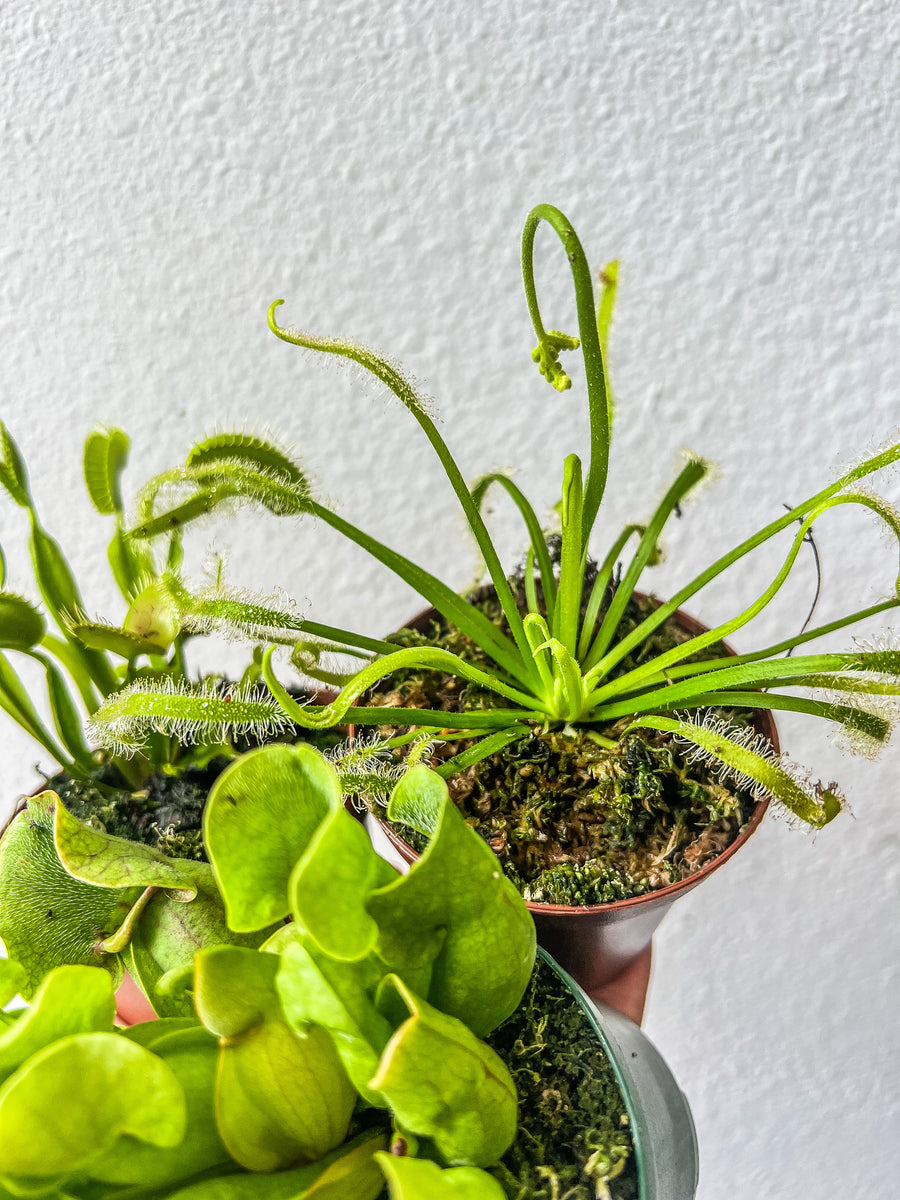 Carnivorous Plant Bundle – Angie's Planties