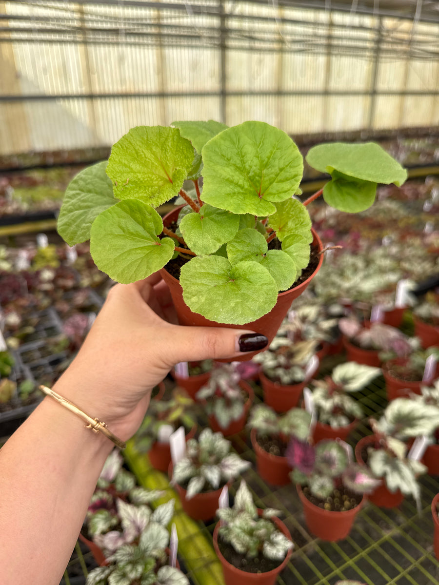 Begonia Paleata – Angie's Planties