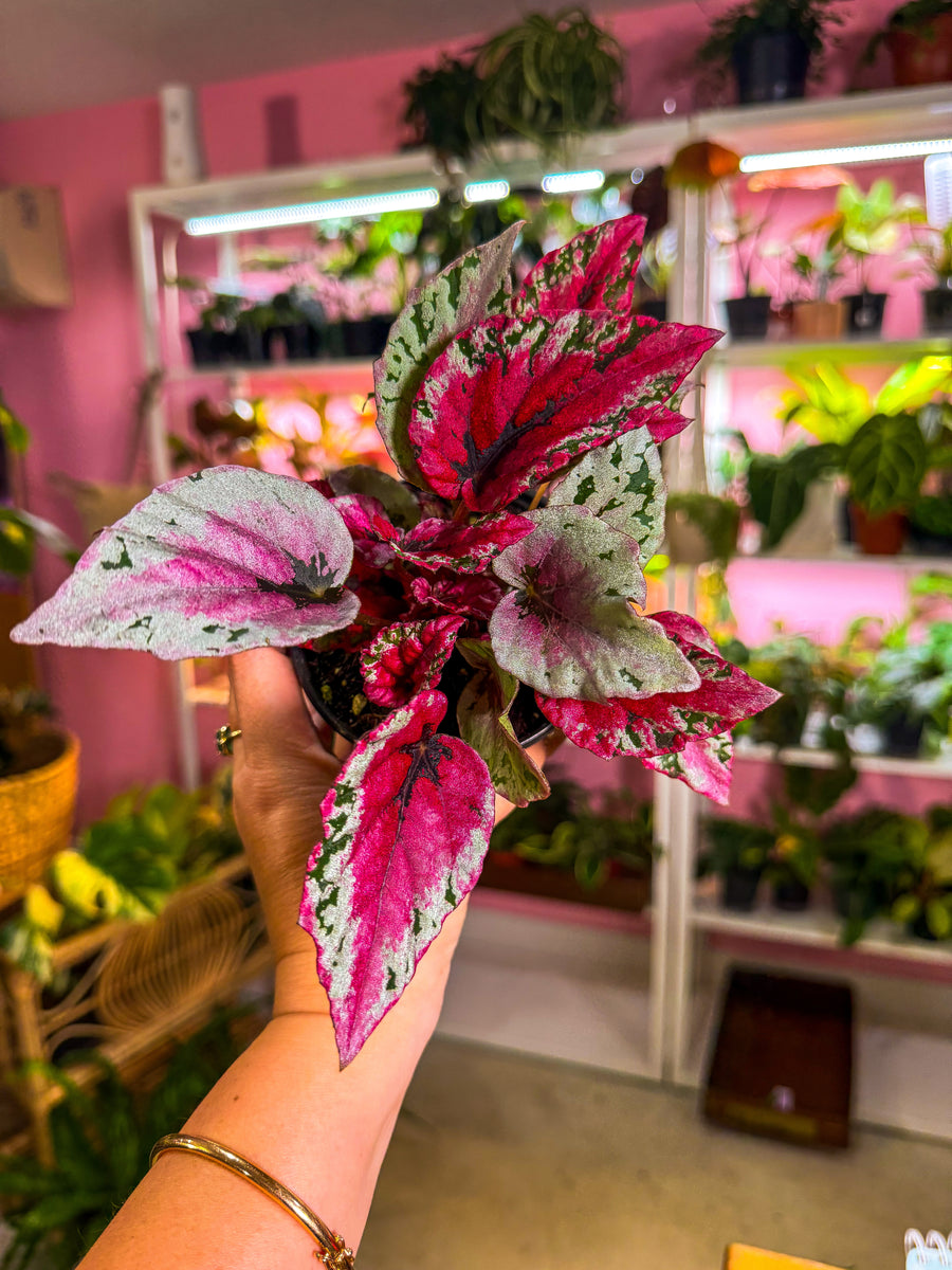 Begonia Rex “Maui Sunset” – Angie's Planties