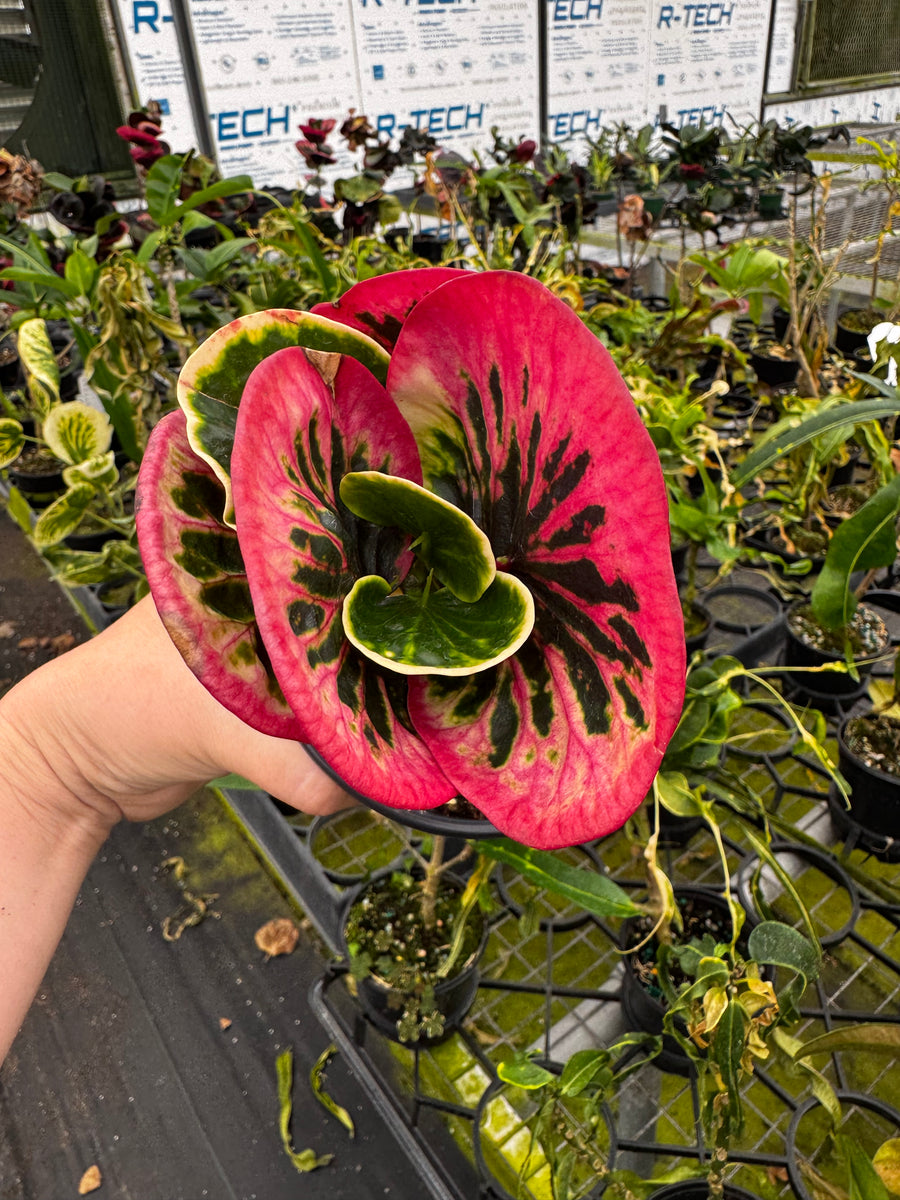 Rose Croton “Thai” – Angie's Planties