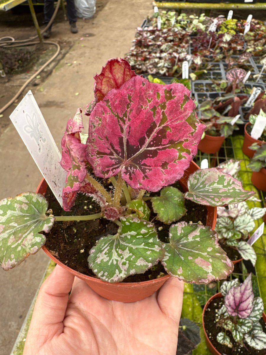 Begonia Rex “ Venetian Red” – Angie's Planties