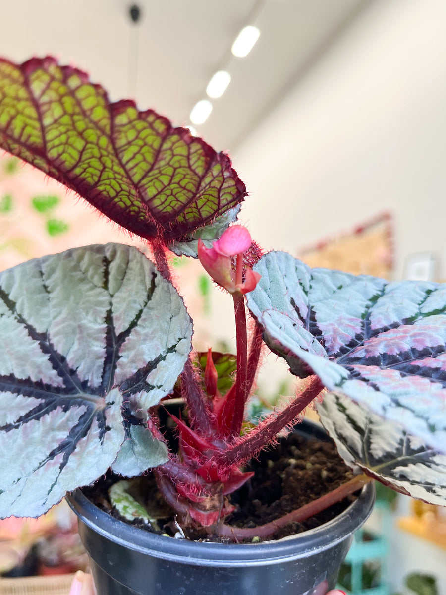 Begonia Fedor – Angie's Planties
