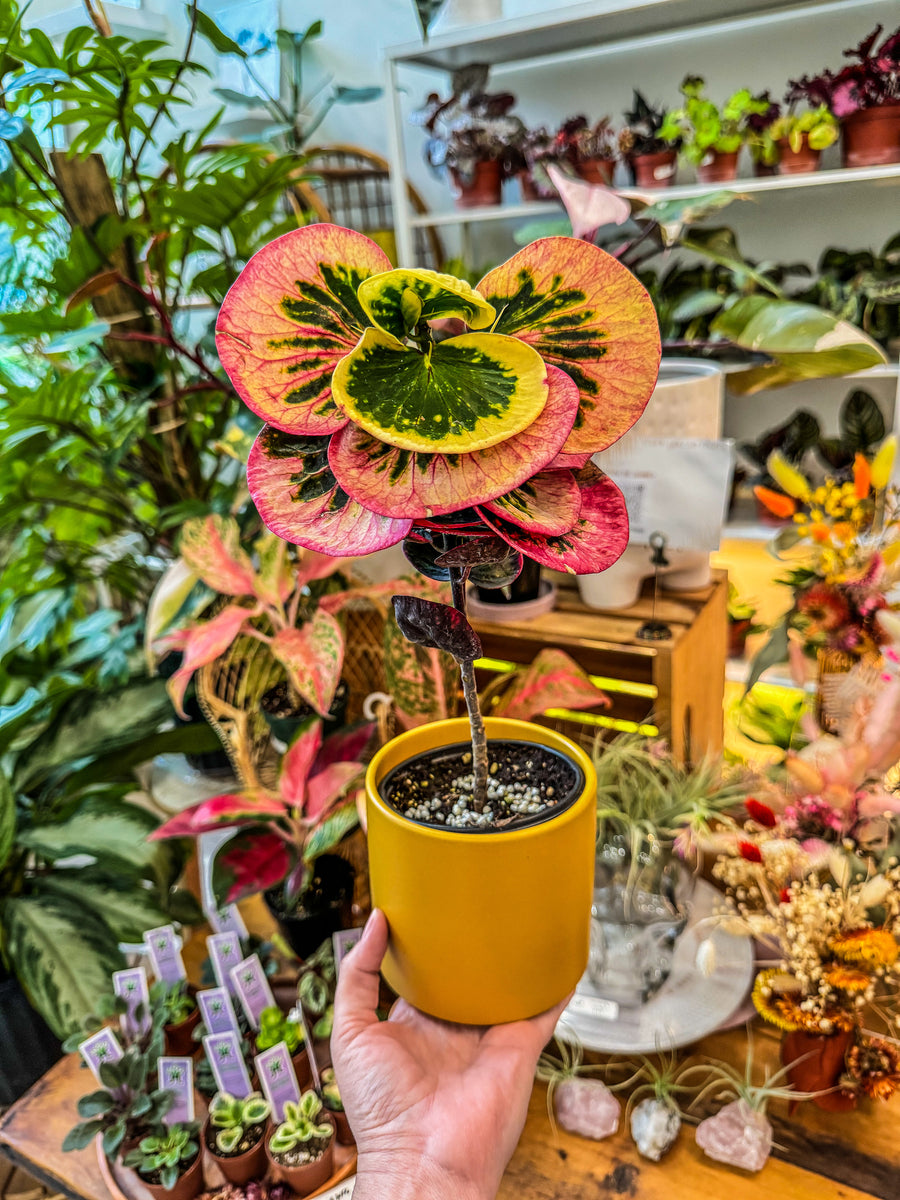 Rose Croton “Thai” – Angie's Planties