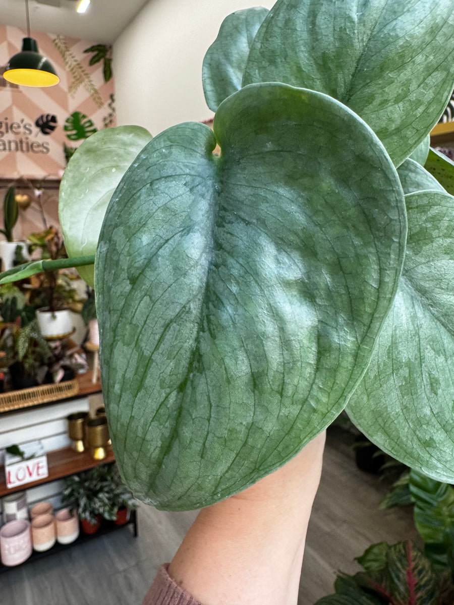 Scindapsus Platinum Silver Hero – Angie's Planties