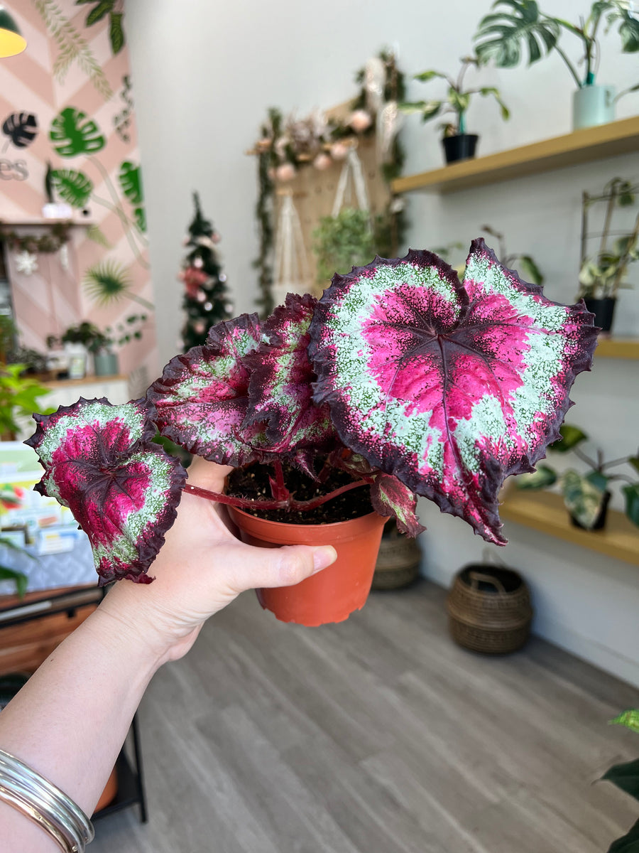 4” Begonia Rex “Harmony’s Heartbreaker” – Angie's Planties