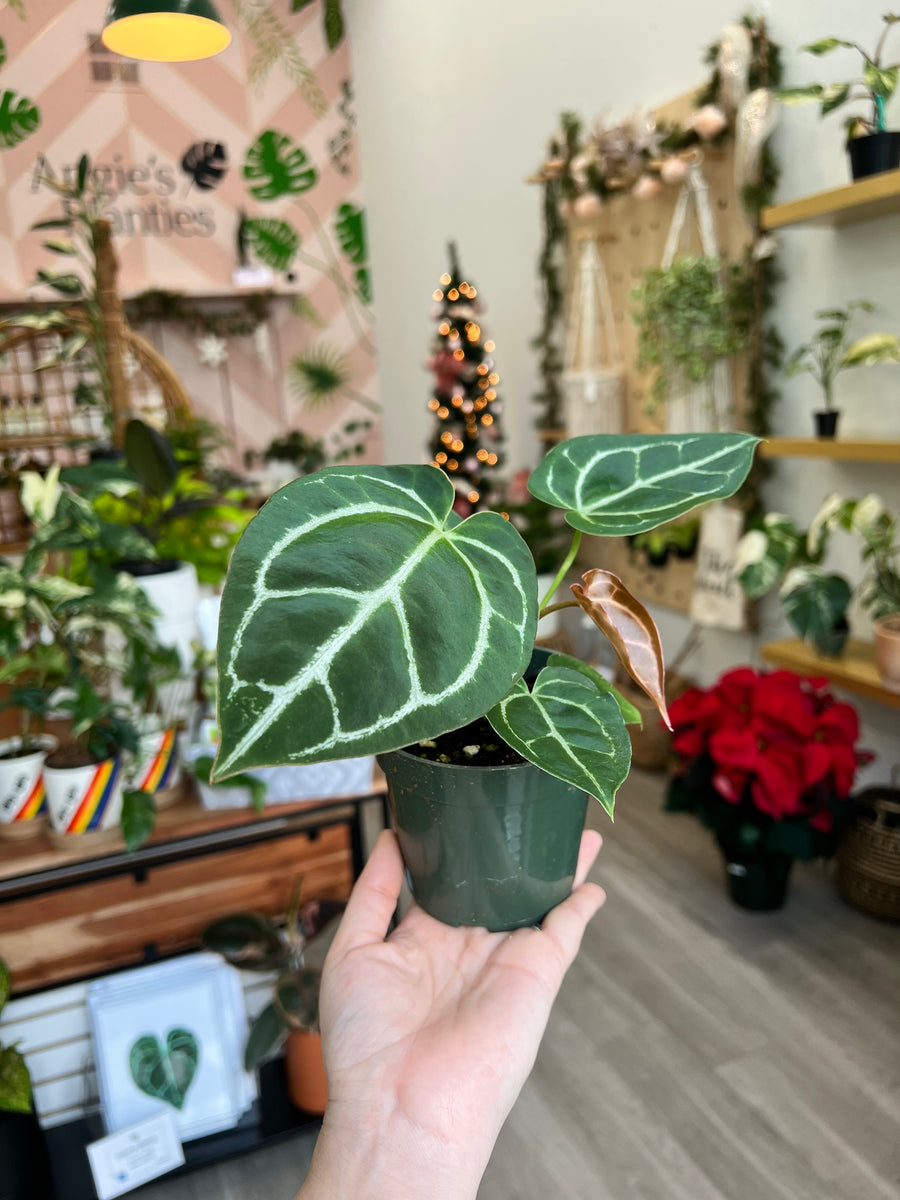 4” Anthurium Crystallinum – Angie's Planties