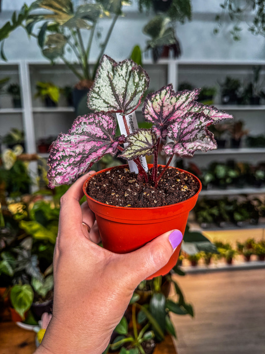 Begonia Robert Golden – Angie's Planties