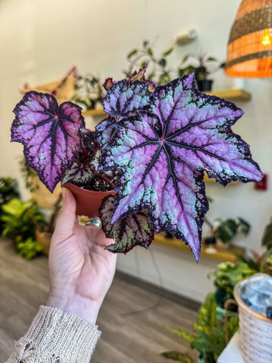 Begonia Robert Golden – Angie's Planties