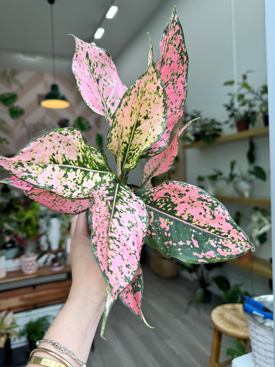 Aglaonema Pink Kampoon 4” – Angie's Planties