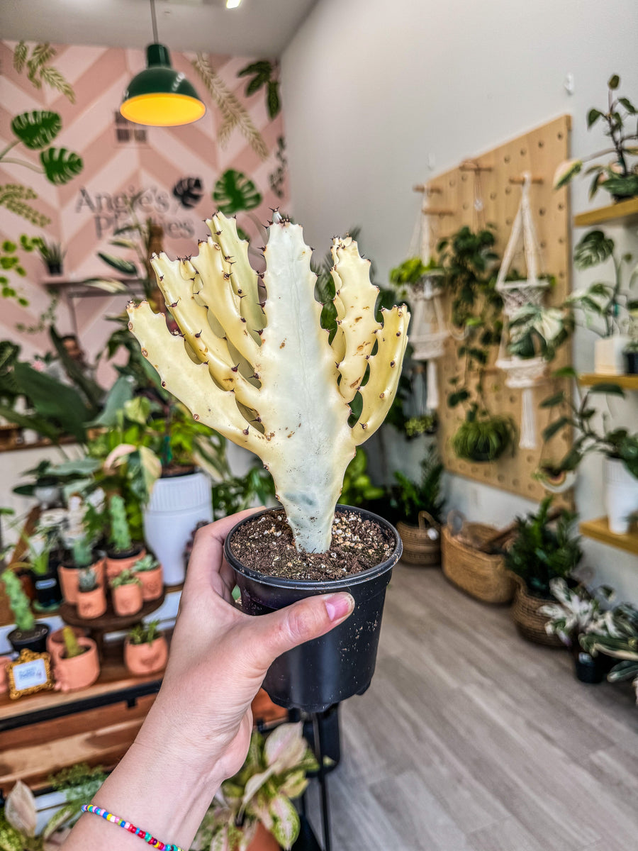 Ghost Cactus 4” – Angie's Planties
