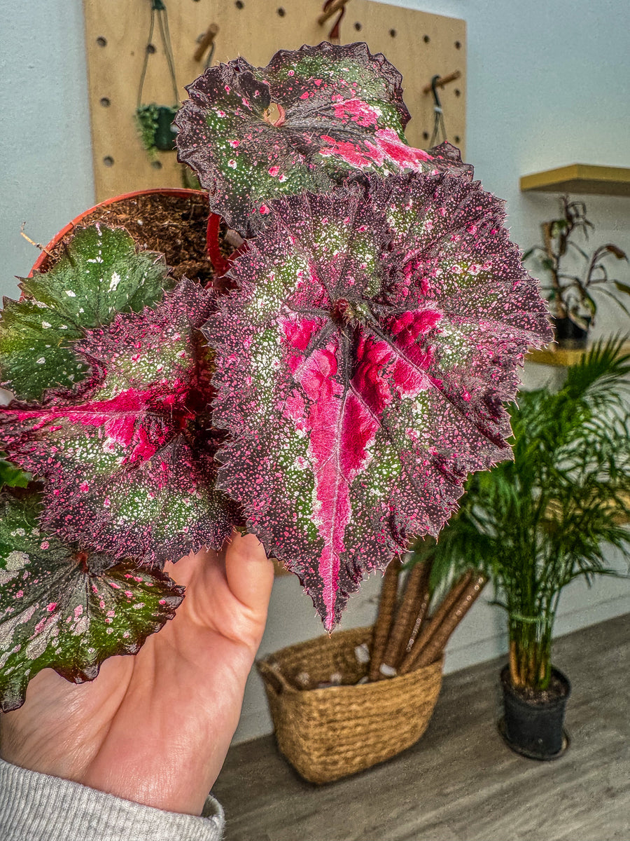 Begonia Rex “Harmony’s Love Hurts” – Angie's Planties