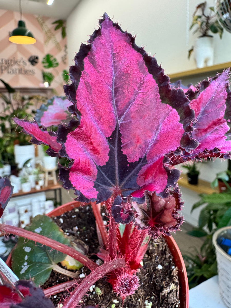 Begonia Rex “ Harmony’s Red Robin” – Angie's Planties