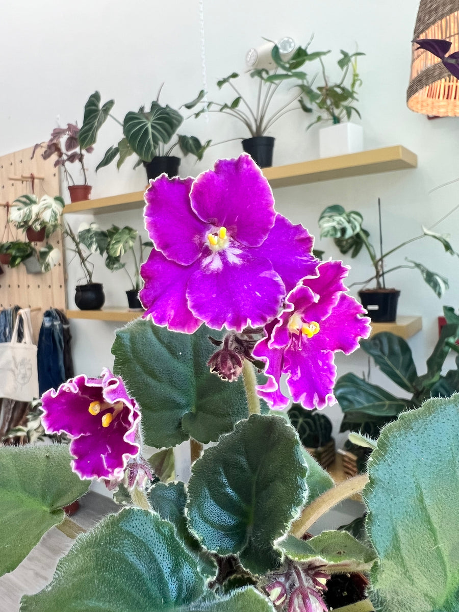 4" African Violet "Buckeye Let’s Roll" – Angie's Planties