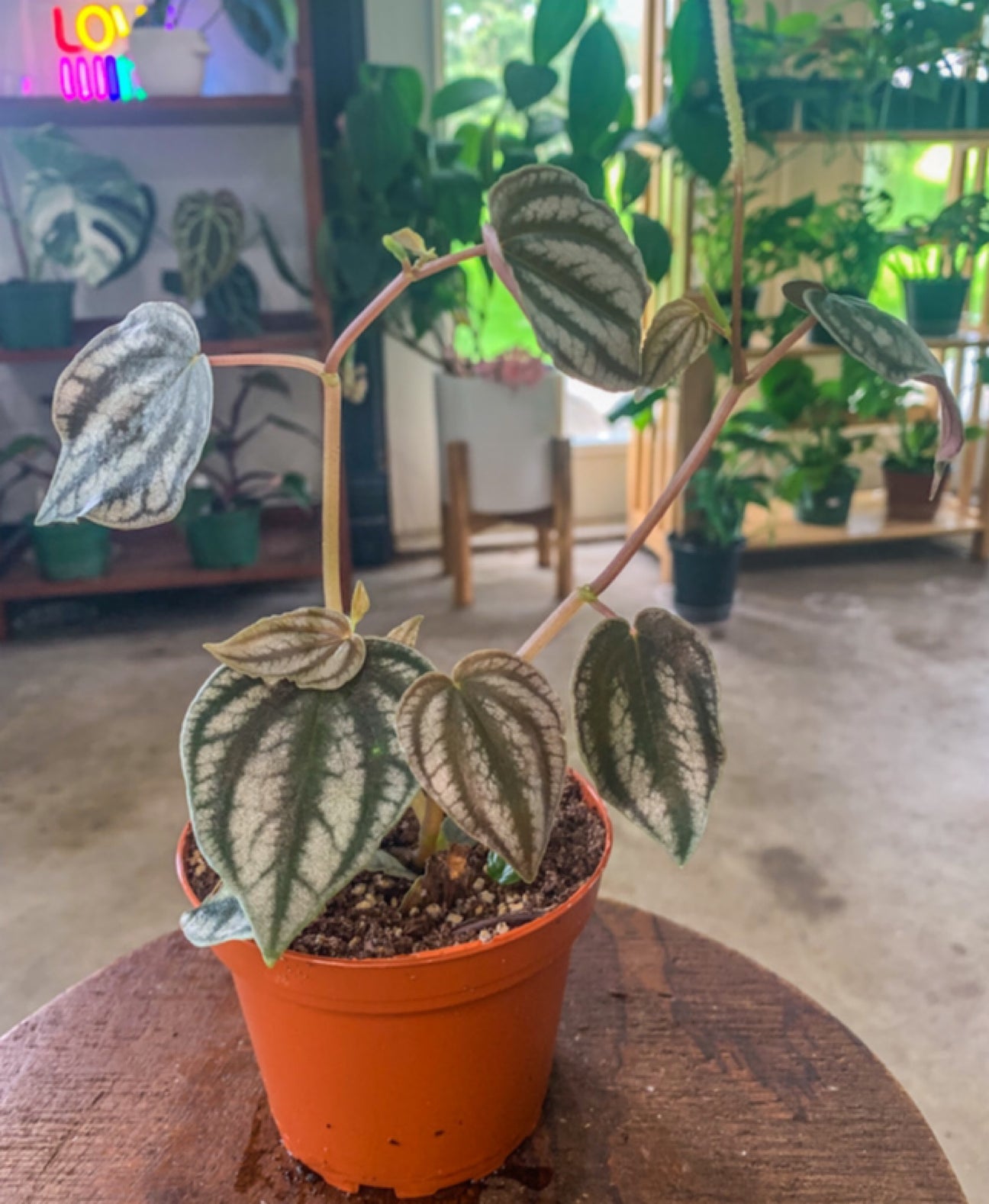 4" Peperomia turboensis – Angie's Planties