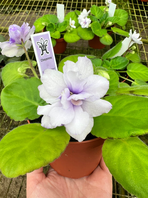 Plants – Tagged "African Violets"– Angie's Planties