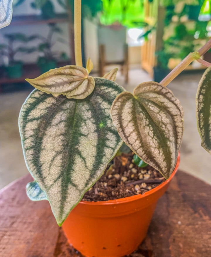 4" Peperomia turboensis – Angie's Planties