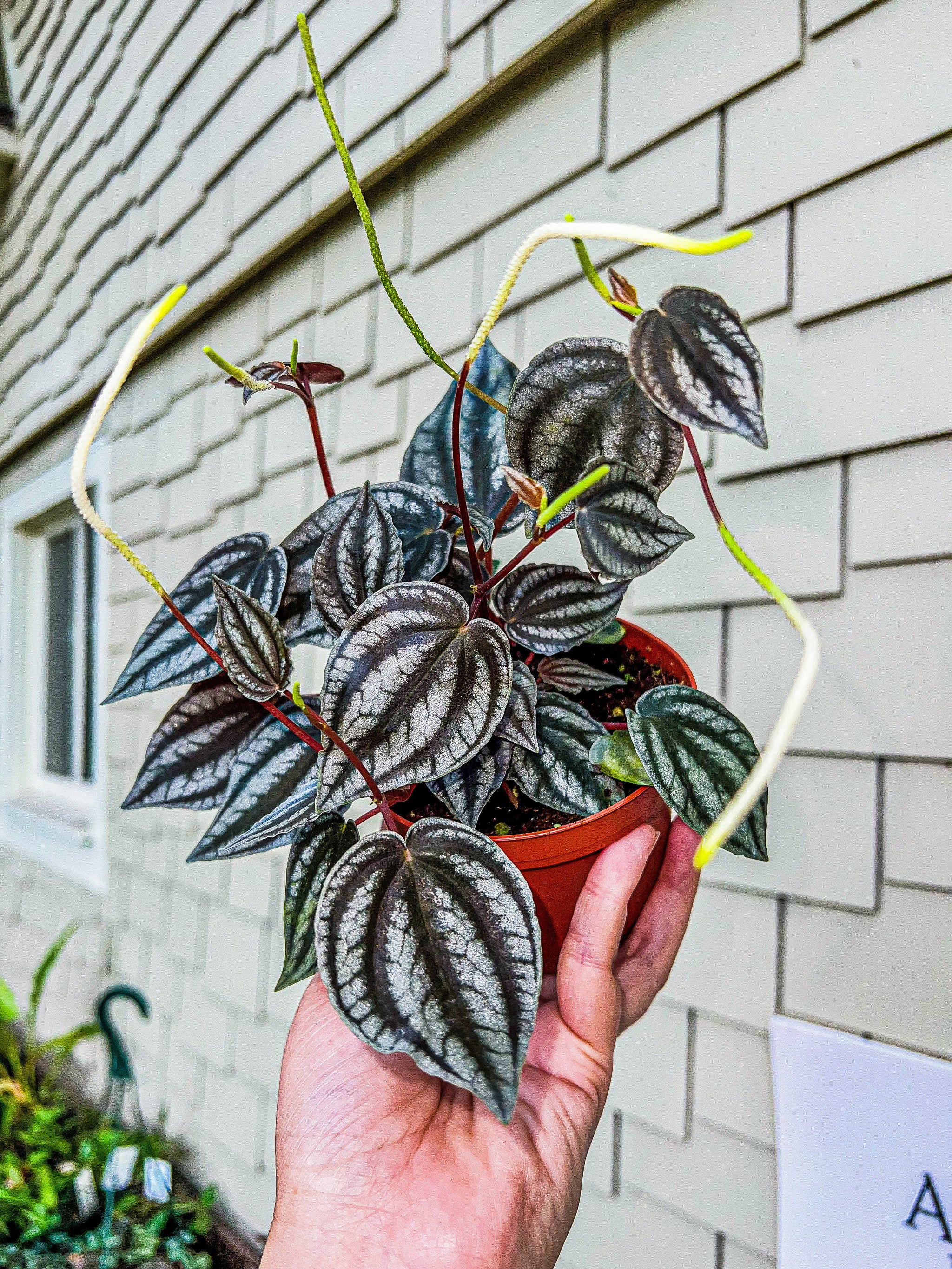 4" Peperomia turboensis – Angie's Planties