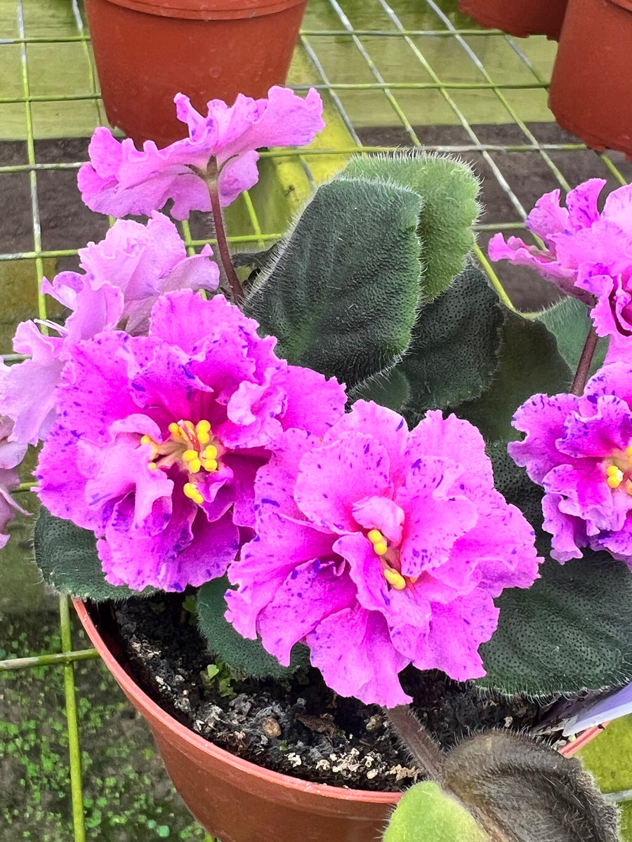 4" African Violet "VaT Shuramura " – Angie's Planties