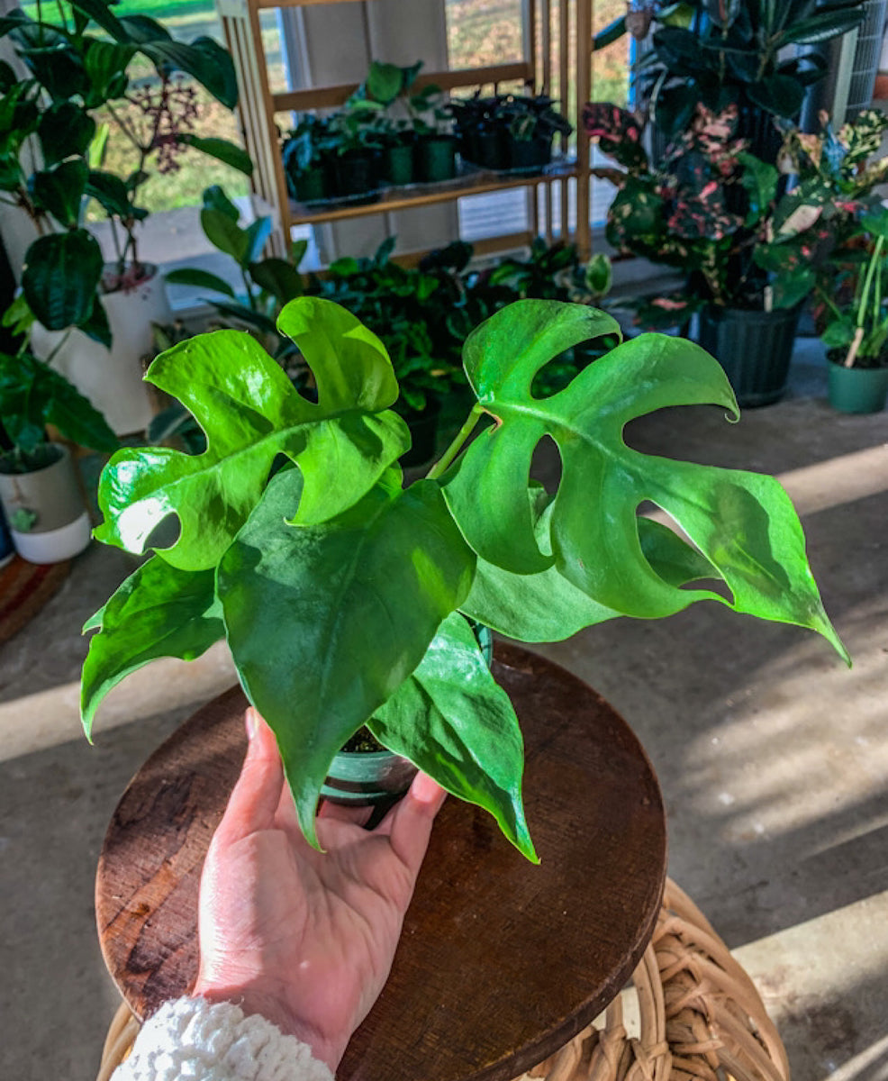 4" Monstera Minima 'Mini Monstera' – Angie's Planties