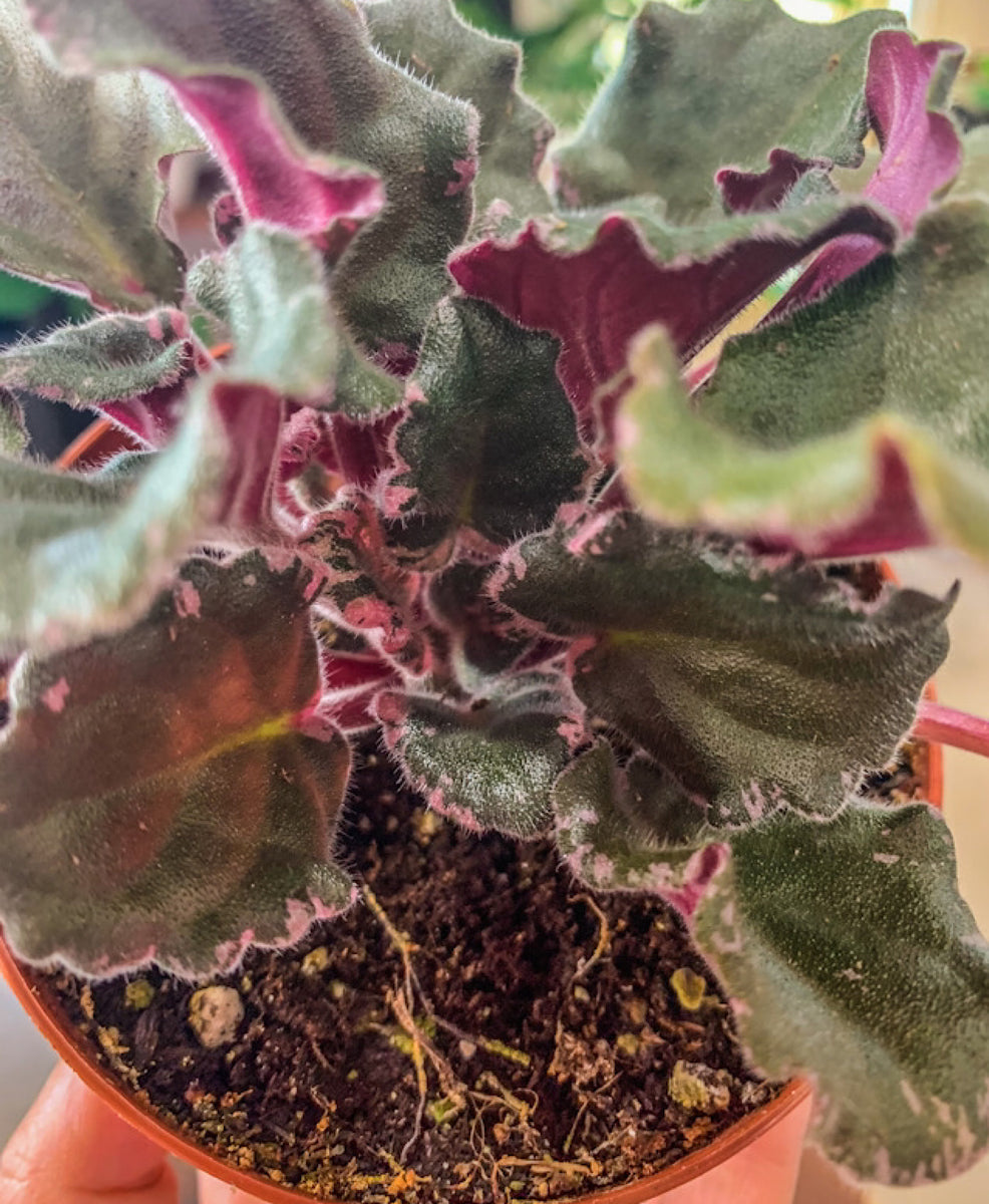 African Violet "Apache Redcoats" – Angie's Planties