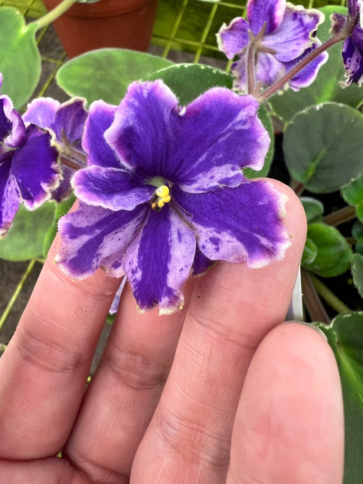 African Violets – Angie's Planties